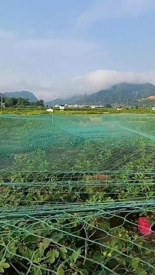 防鸟网规格图标