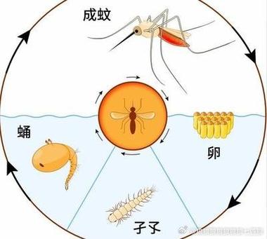 家里有蚊子怎么办能除根