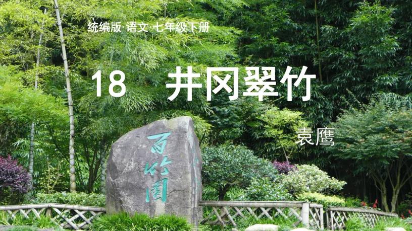 翠竹资料