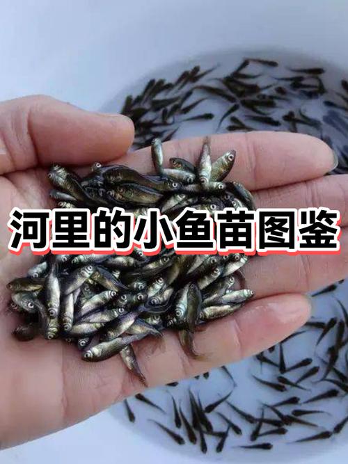 吃小鱼苗需要去内脏吗图标