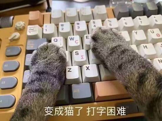 刺猬猫作者中心图标