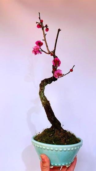 梅花直播图标