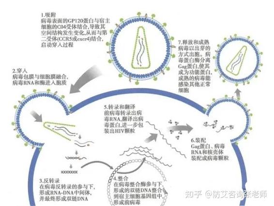 病毒繁殖需要的能量来自哪里