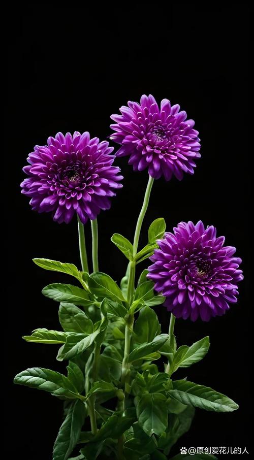 50种最漂亮的花图标