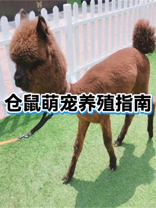 养殖场如何批量养仓鼠图标