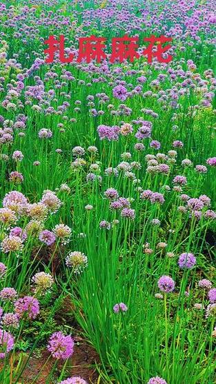 草本植物图片截图