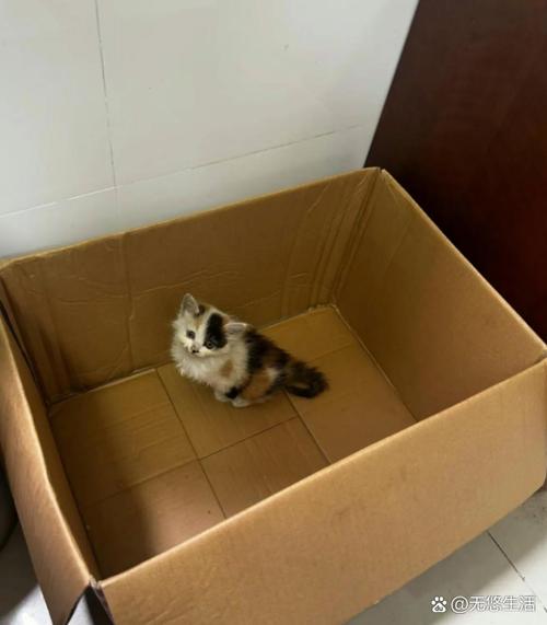 捡到流浪猫却养不了该怎么处理图标