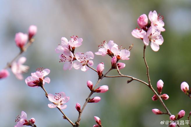 百花开打一数字图标