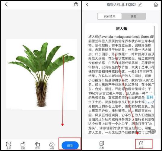 植物扫一扫识别软件图标