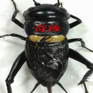 黑色蛐蛐是什么品种图标