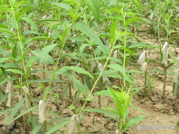 桃子的种植方法图标