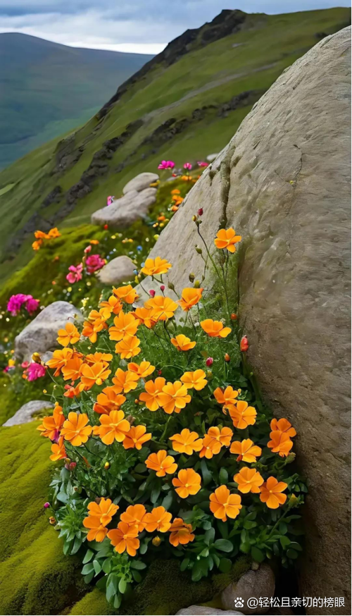 陌上花图片