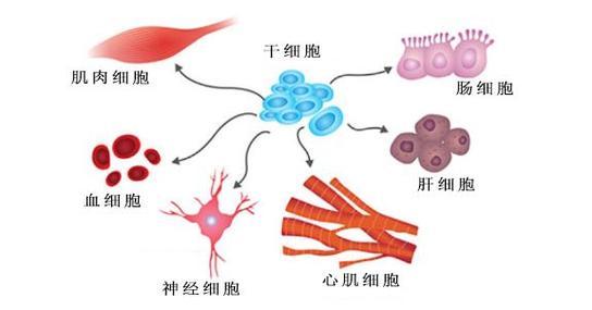 细胞分化的定义图标