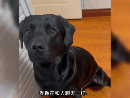 会说话的狗截图