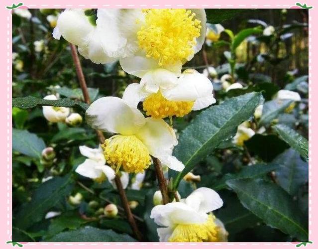 茶树花和山茶花一样吗图标