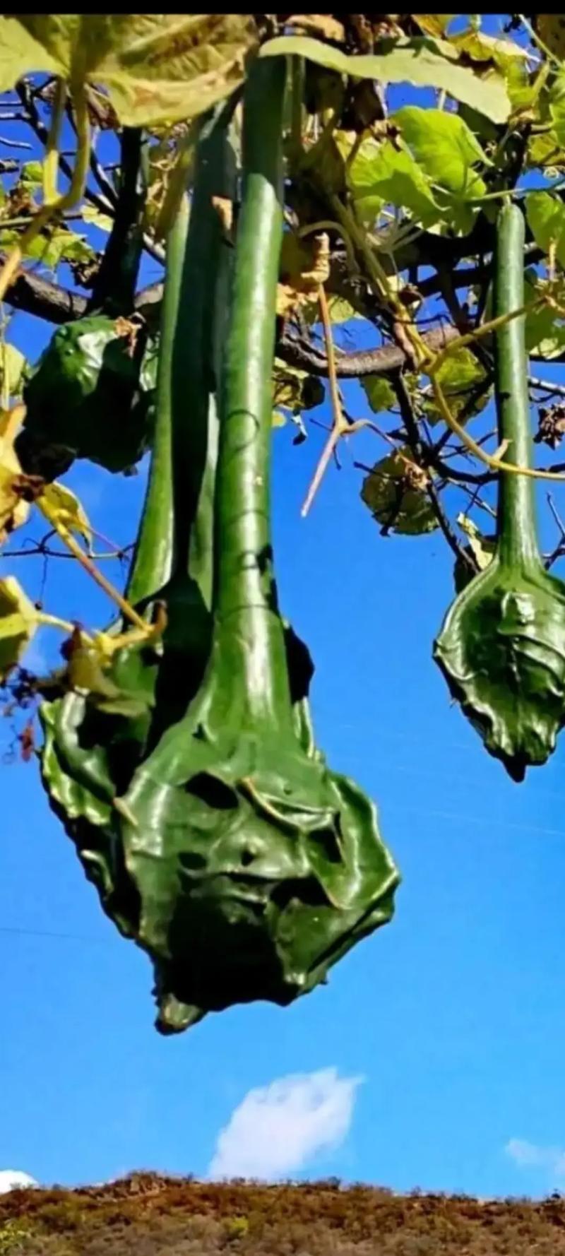 葫芦长大后是什么样子