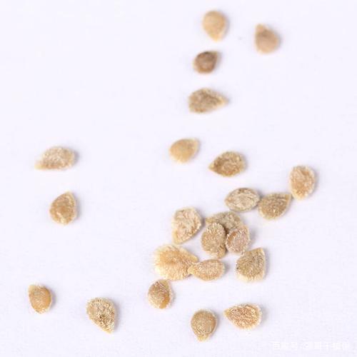 番茄的种子是什么样的图标