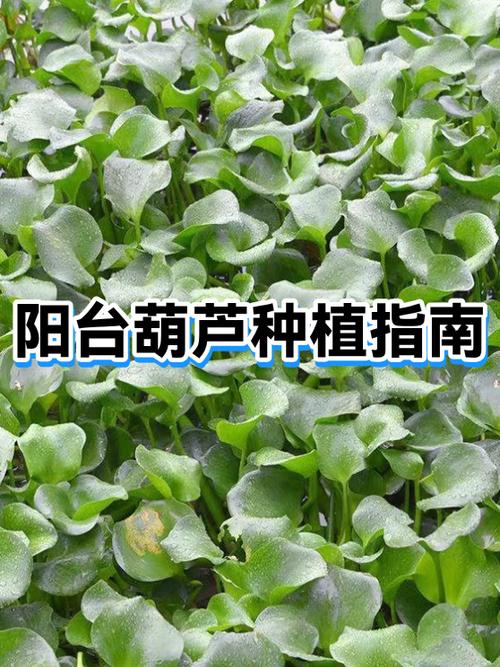 葫芦怎么种截图