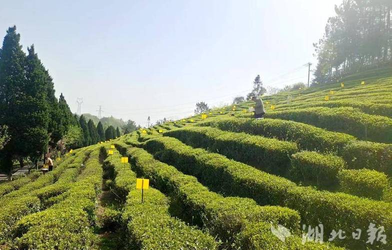 怎么建设生态茶园图标