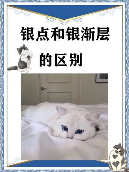 银点猫贵还是银渐层贵截图