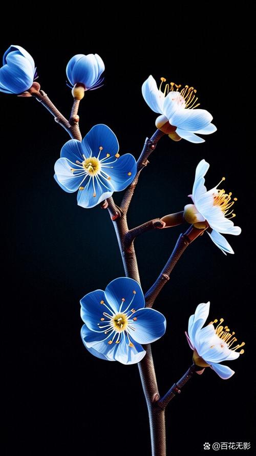 在夜晚开的花图标