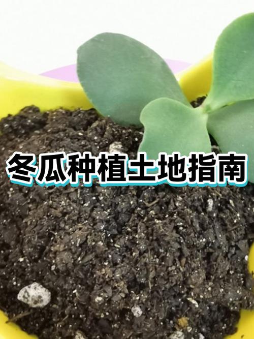冬瓜种植技术与管理视频教程图标