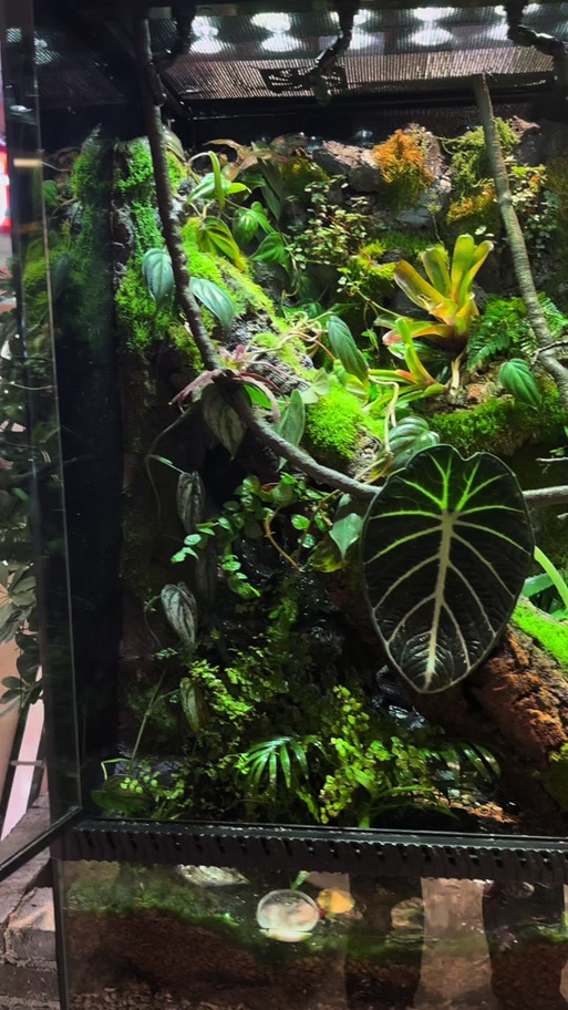 适合雨林缸造景的植物图标