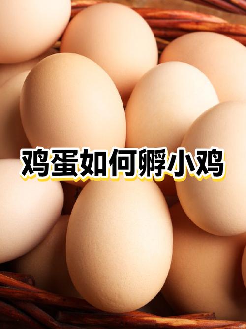 养小鸡换鸡蛋的app图标