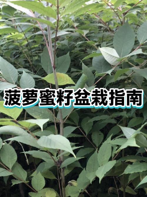 菠萝蜜种子怎么种盆栽多久结果图标