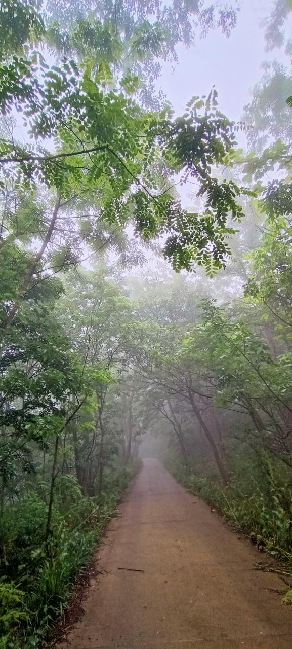 晴雾之后图标