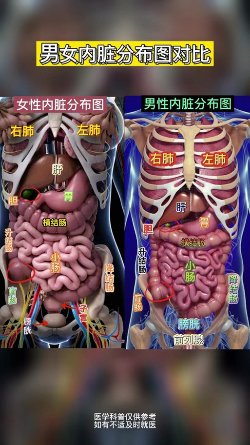 人体器官部位图位置与名称身体图标