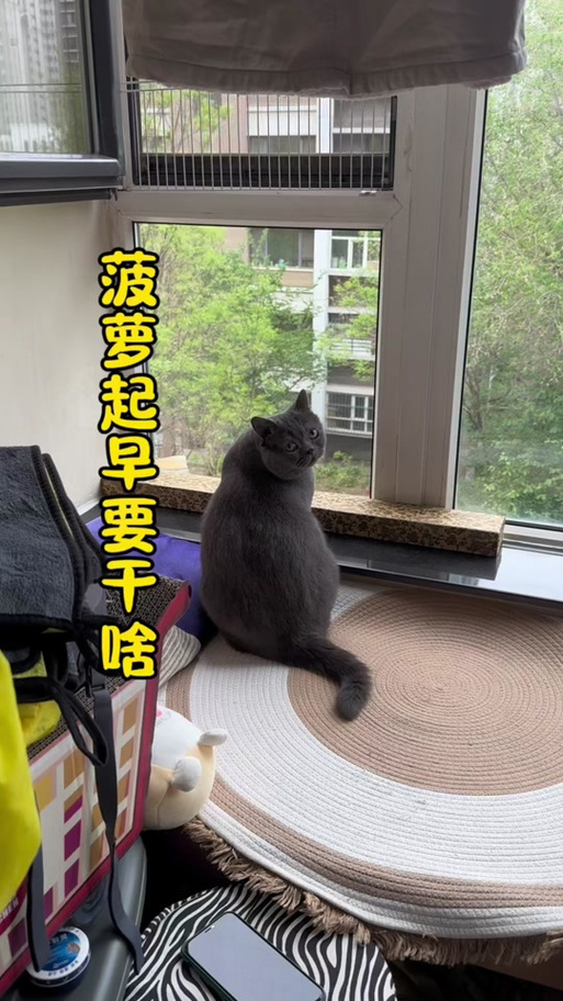我是菠小萝