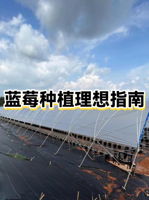 蓝莓要怎么种什么条件截图