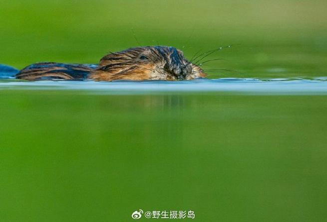 河狸吃不吃鱼截图