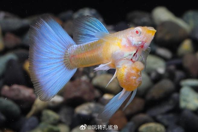 美杜莎白子孔雀鱼图标