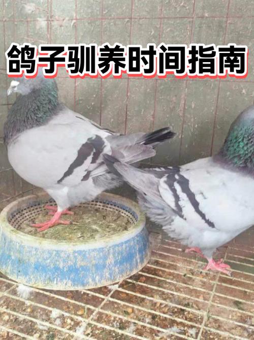 鸽子认主十句口诀图标