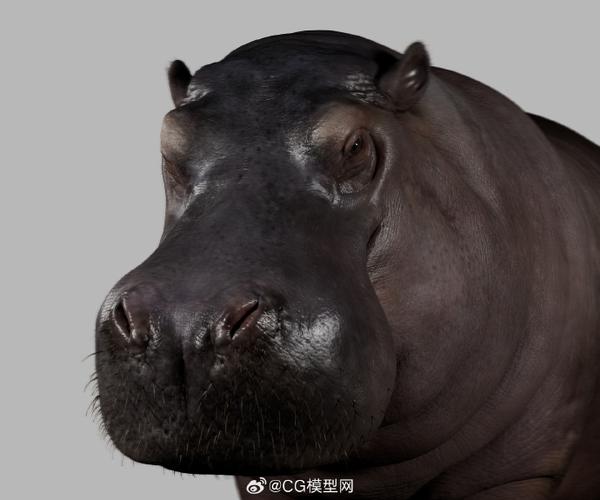 河马网图标