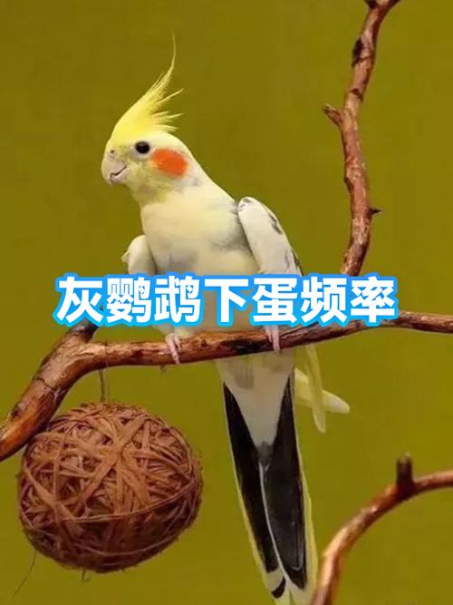 怎么能让鹦鹉下蛋图标