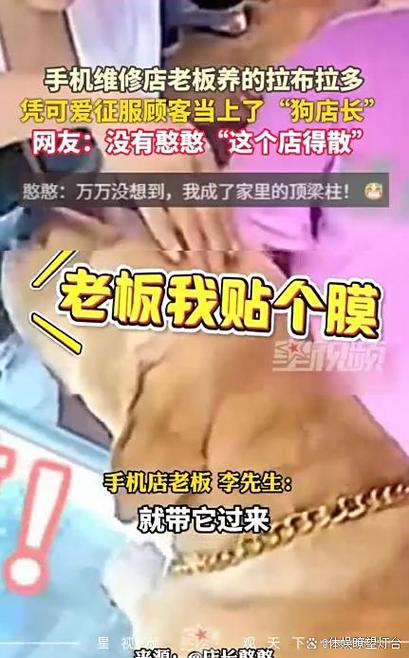 手机狗带tv图标