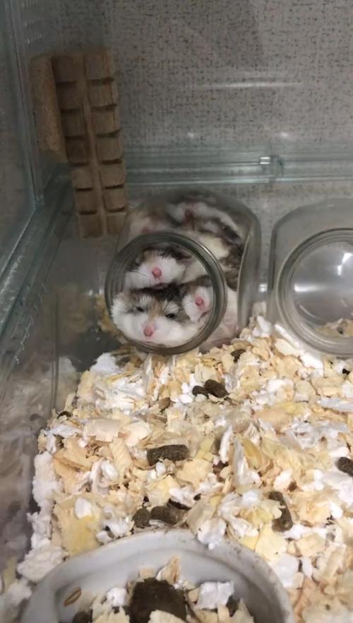 仓鼠叠罗汉