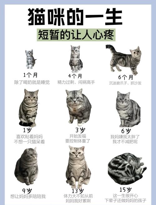 猫咪成长记微信群截图