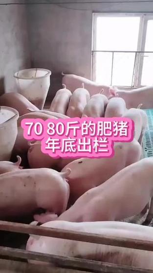 肥猪一般多少斤图标