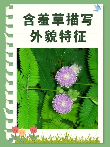 含羞草图片及简介截图