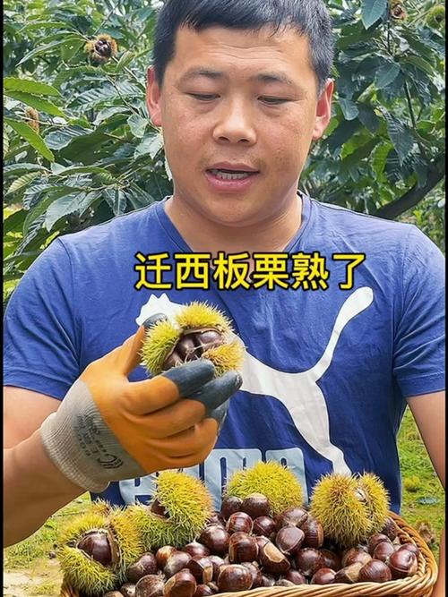栗子的寓意玄学说法图标