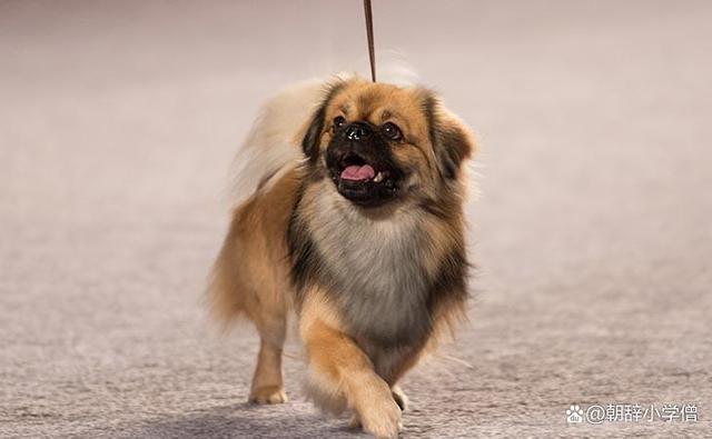 袖代表什么动物图标
