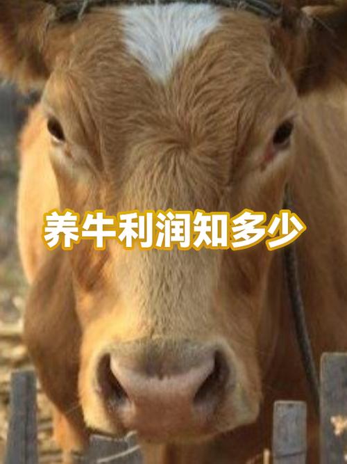 养一头牛的利润图标