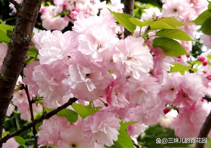 樱花最好三个品种图标