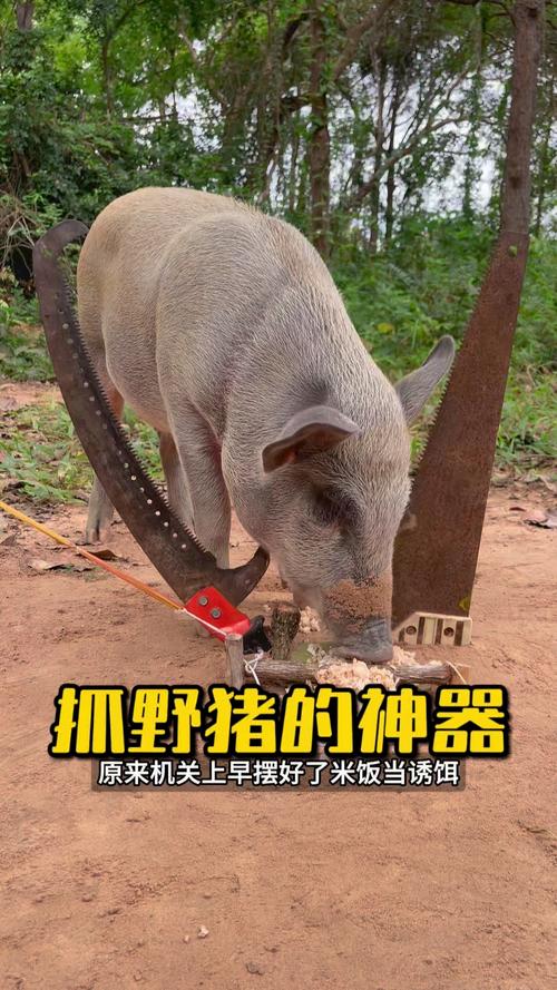 捕野猪神汽截图