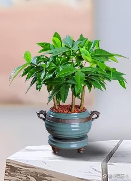 发财树树干发黄干枯图标