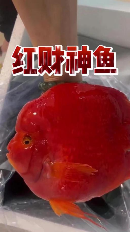 财神鱼一般人不敢养图标